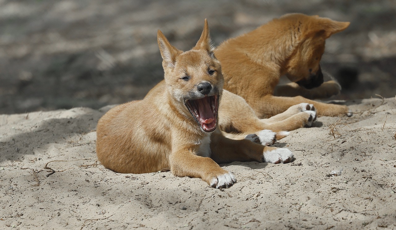 AVRUPALI DEĞİLLER Dingo DNA'sı Çözüldü - Dunya News